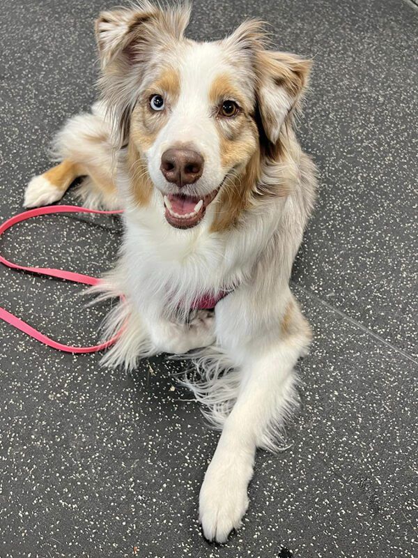 What Is Heterochromia in Dogs? - Whole Dog Journal