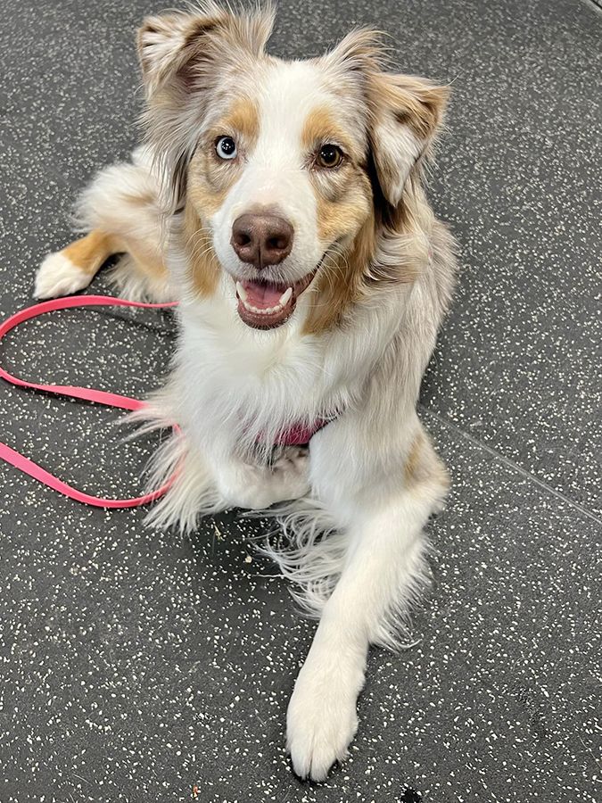 What Is Heterochromia in Dogs? - Whole Dog Journal