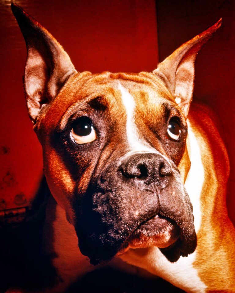 Why Do People Crop Dog Ears? - Whole Dog Journal