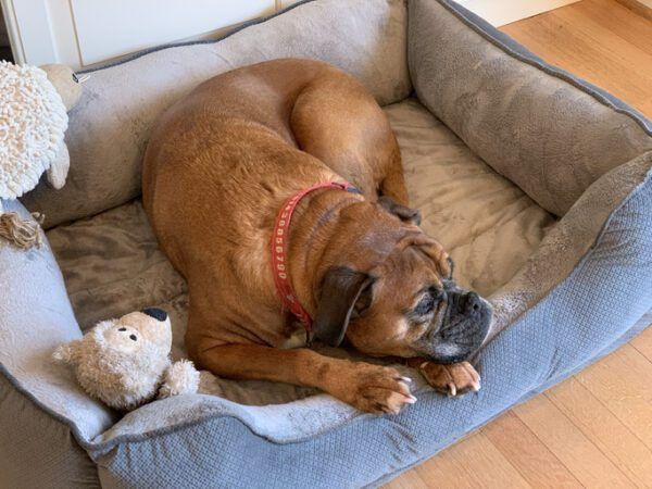 The Right Way to Wash Your Dog’s Bed - Whole Dog Journal