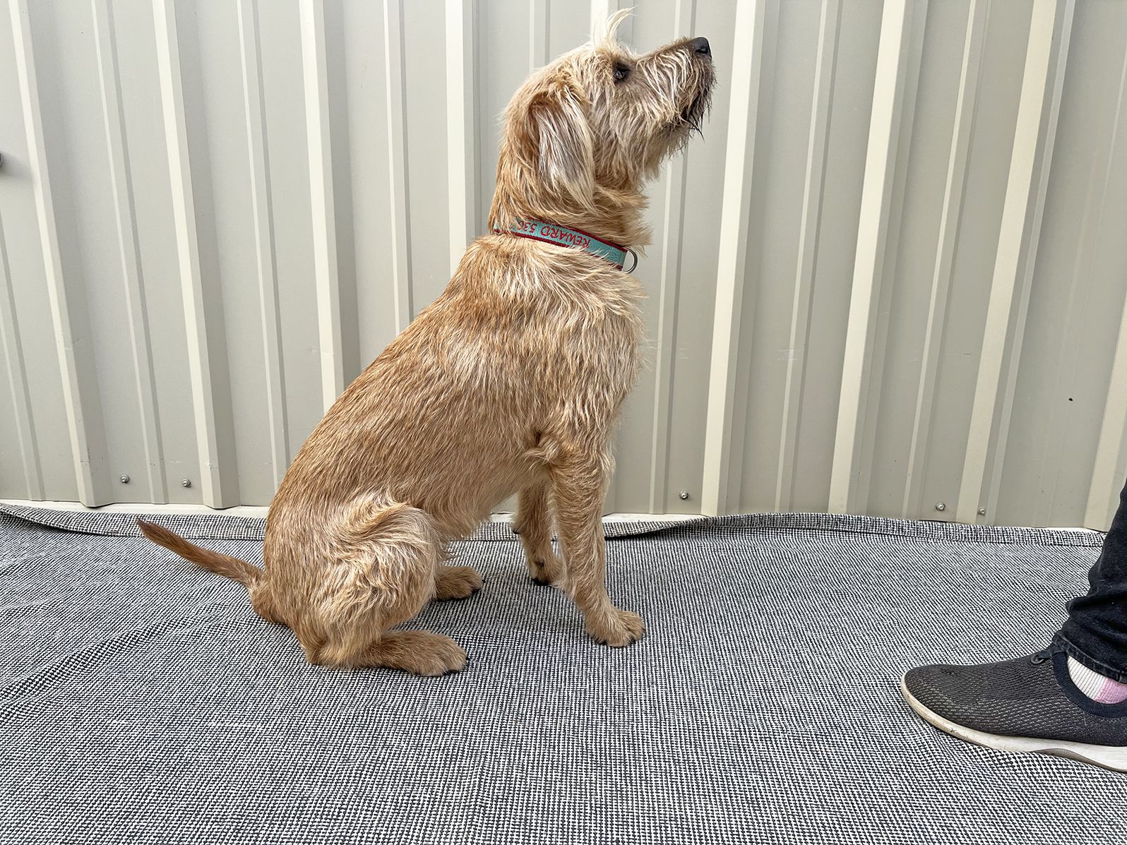 How to Teach Your Dog to Lie Down on Cue - Whole Dog Journal