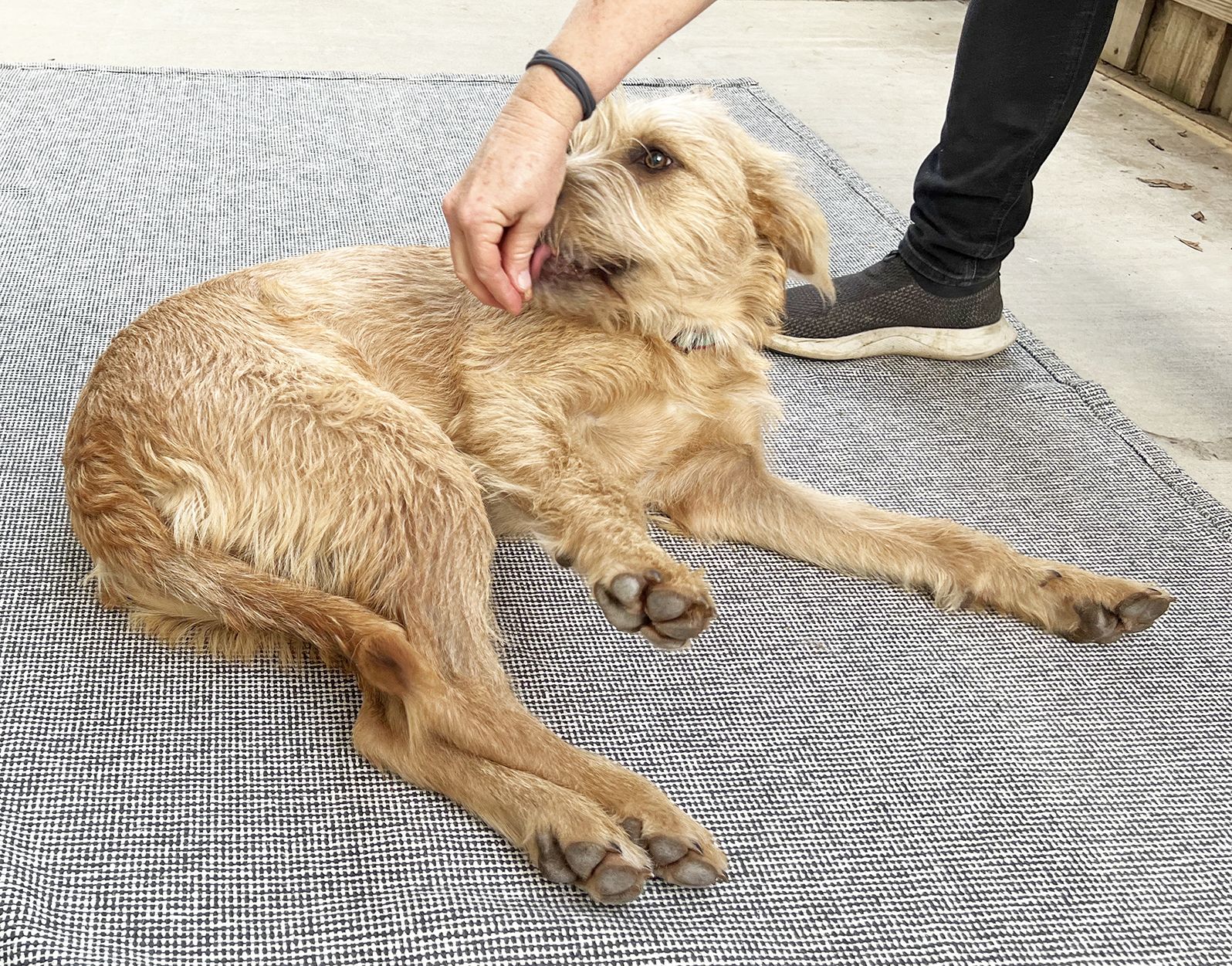 How to Teach Your Dog to Roll Over - Whole Dog Journal