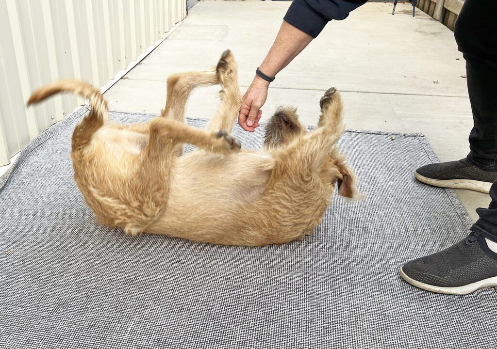 How to Teach Your Dog to Roll Over - Whole Dog Journal