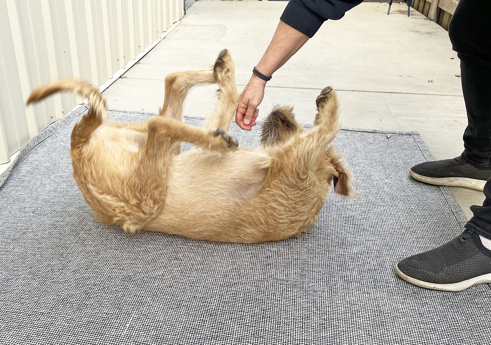 How to Teach Your Dog to Roll Over - Whole Dog Journal
