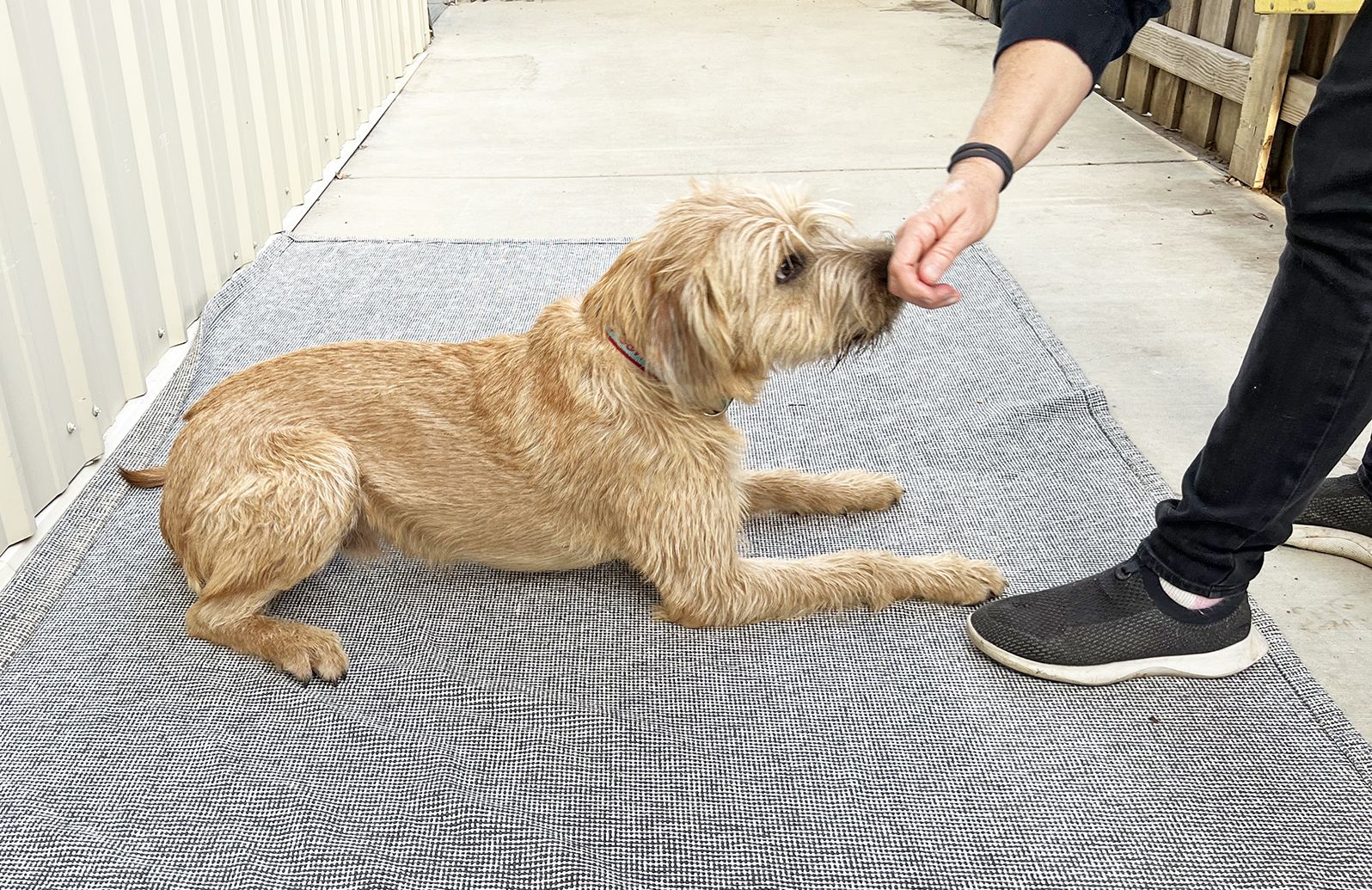 How to Teach Your Dog to Roll Over - Whole Dog Journal