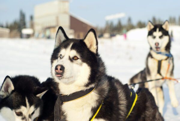Snow Nose on Dogs Is Real - Whole Dog Journal