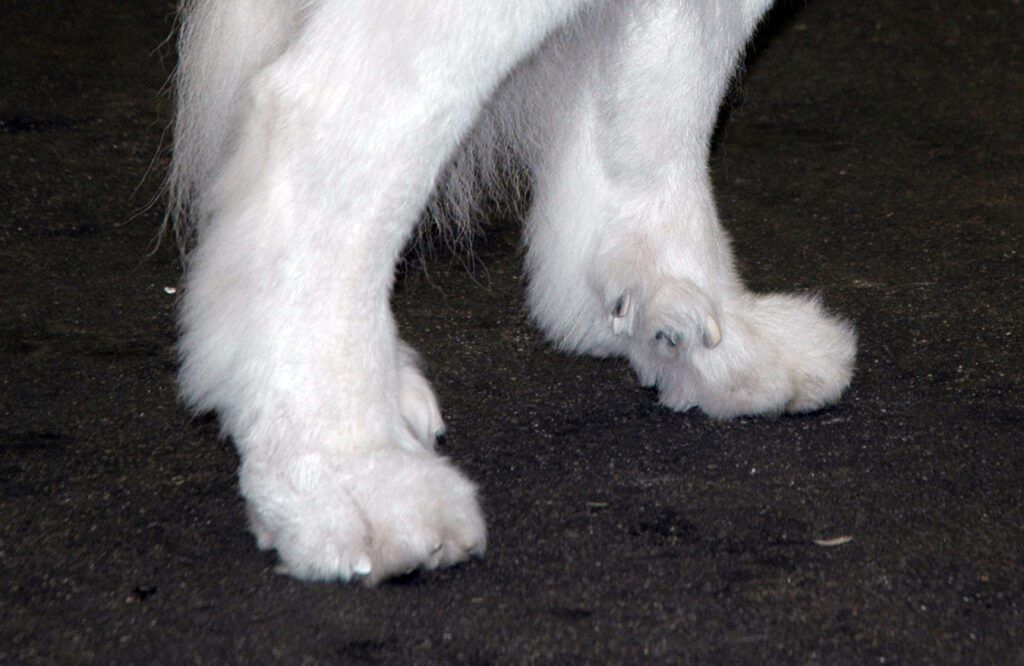 Dew Claw Removal: Are Dew Claws Neccessary? - Whole Dog Journal