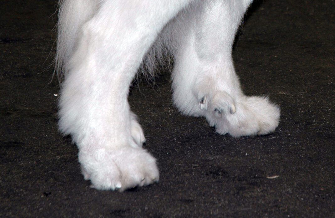 Dew Claw Removal: Are Dew Claws Neccessary? - Whole Dog Journal