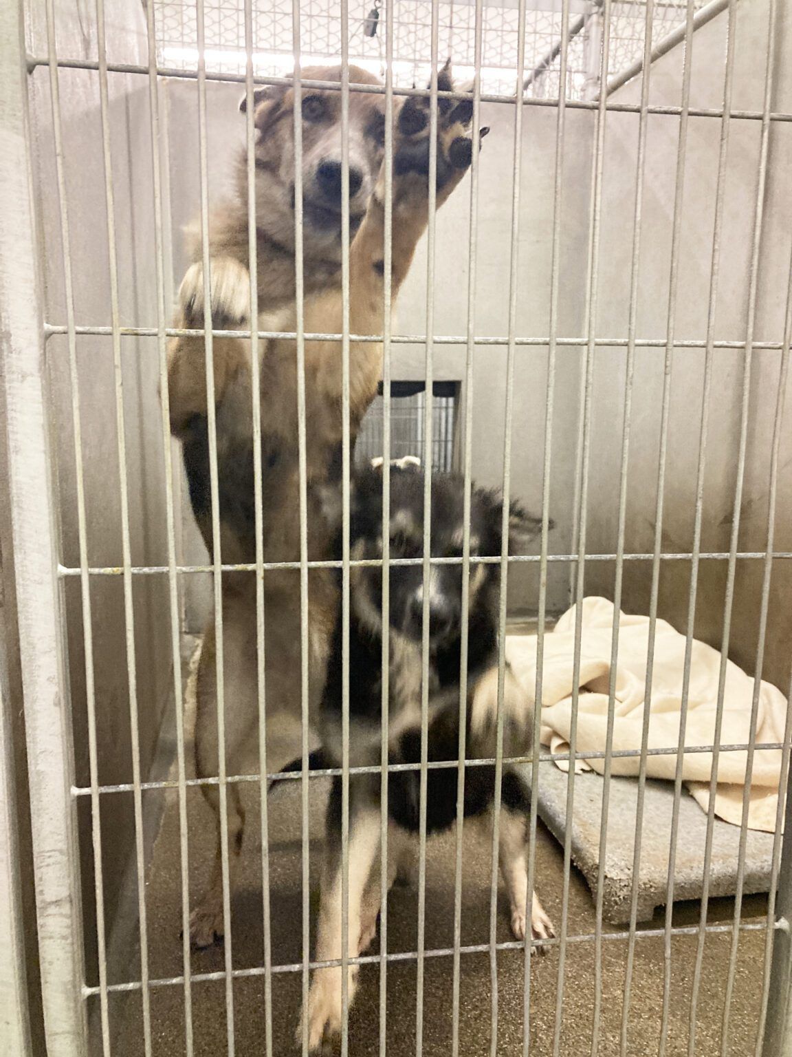 Overcrowded animal shelters and overworked shelter workers: What can be ...