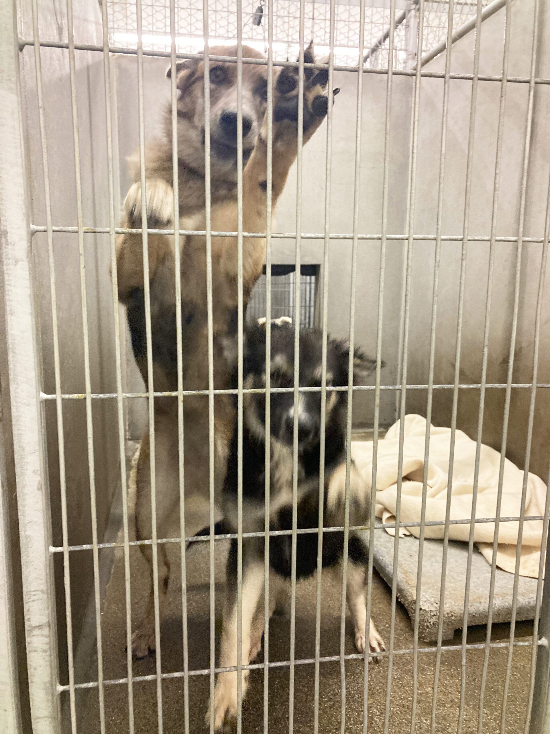 Overcrowded animal shelters and overworked shelter workers: What can be ...