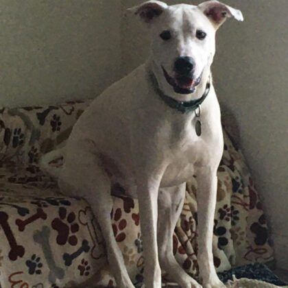 Pythiosis: A Scary and Emerging Disease - Whole Dog Journal