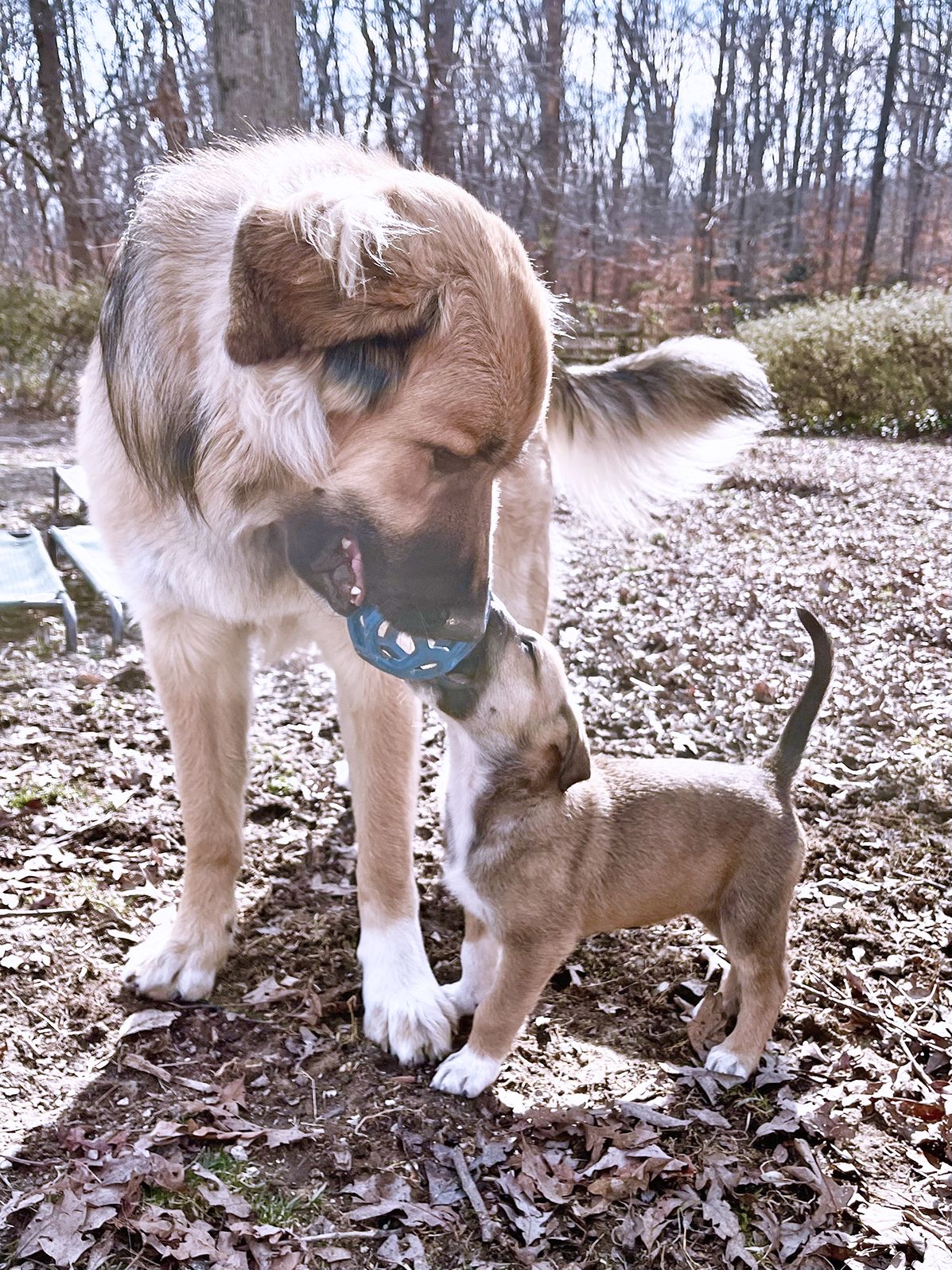 Socializing Puppies with Other Dogs - Whole Dog Journal
