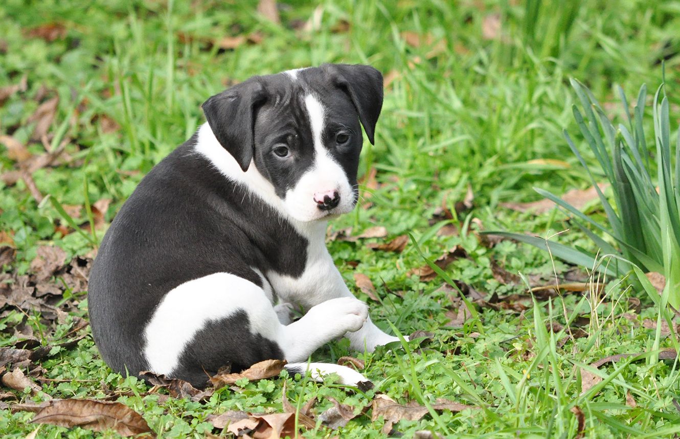 How to Socialize a Puppy - Whole Dog Journal