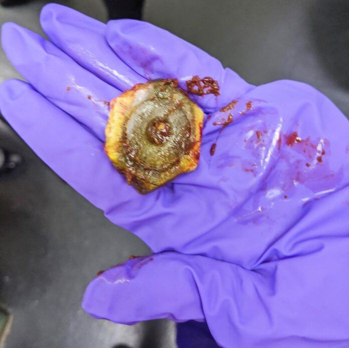 Intestinal Blockages in Dogs - Whole Dog Journal