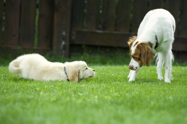 How to Introduce a Puppy to and Older Dog - Whole Dog Journal