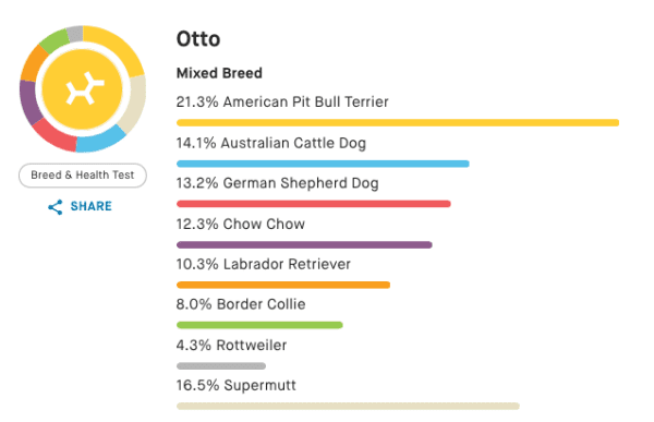 Recent News Report on Mixed-Breed Dog DNA Tests - Whole Dog Journal
