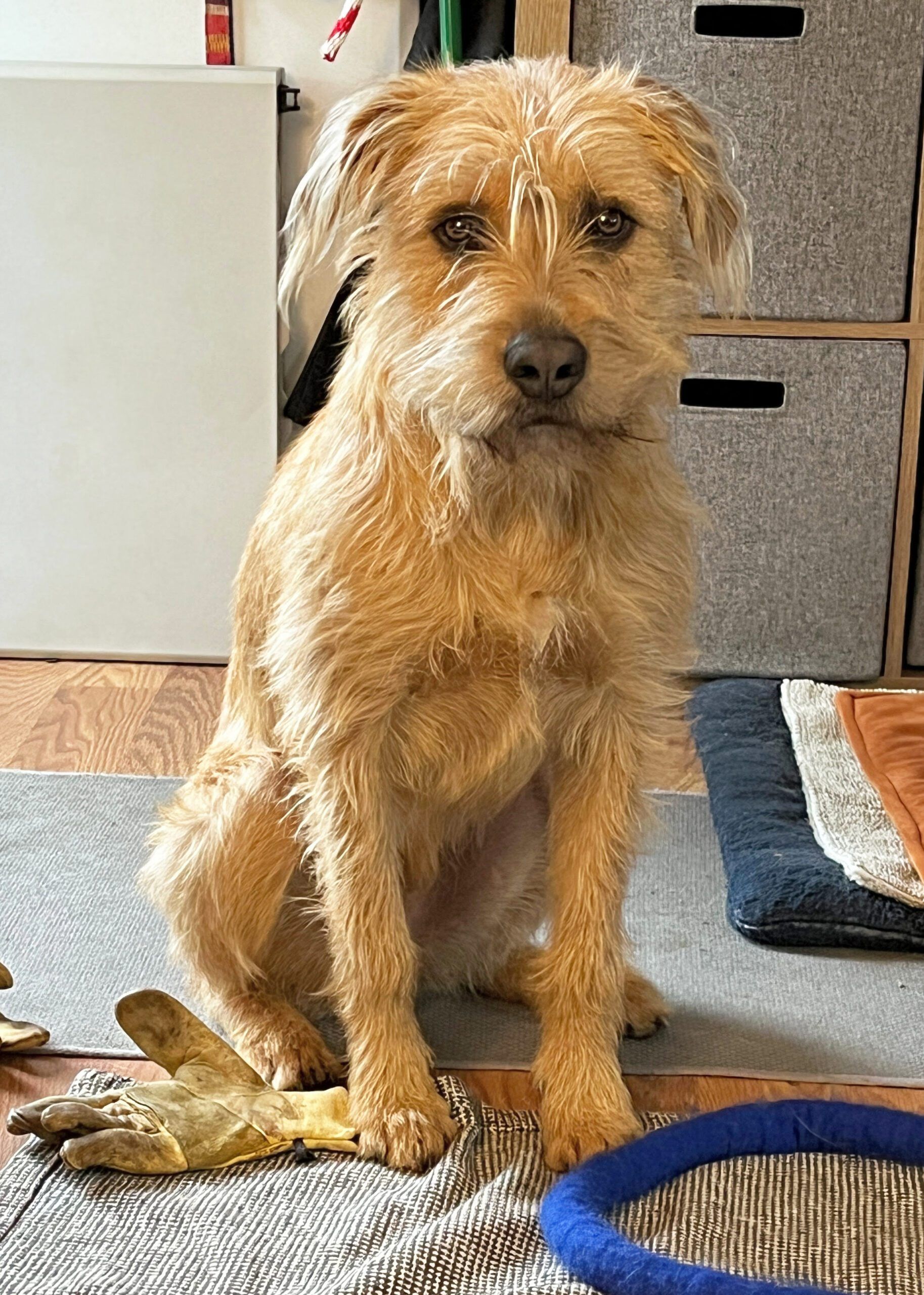 Your Dog’s DNA and Citizen Science - Whole Dog Journal