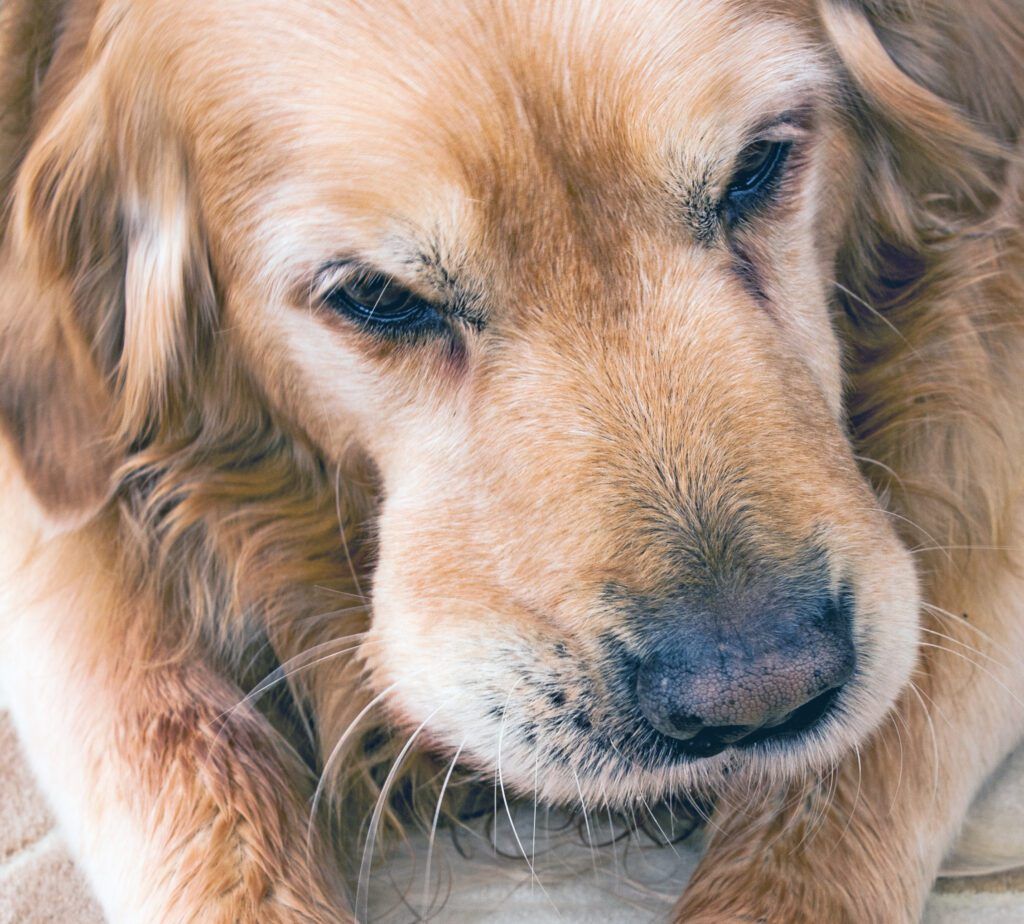 Why Does My Dog Have A Swollen Lump Under His Eye Infoupdate Why Does My Dog Have A Swollen Lump Under His Eye Infoupdate