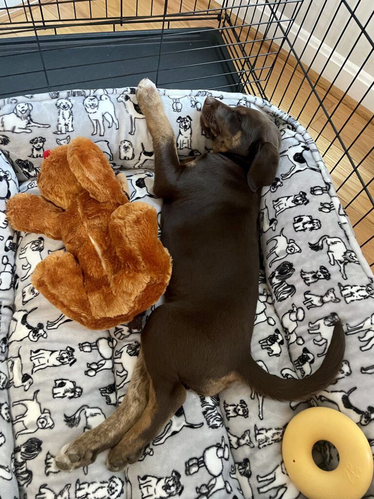 Puppies and Kids: How to Set Up for Success - Whole Dog Journal