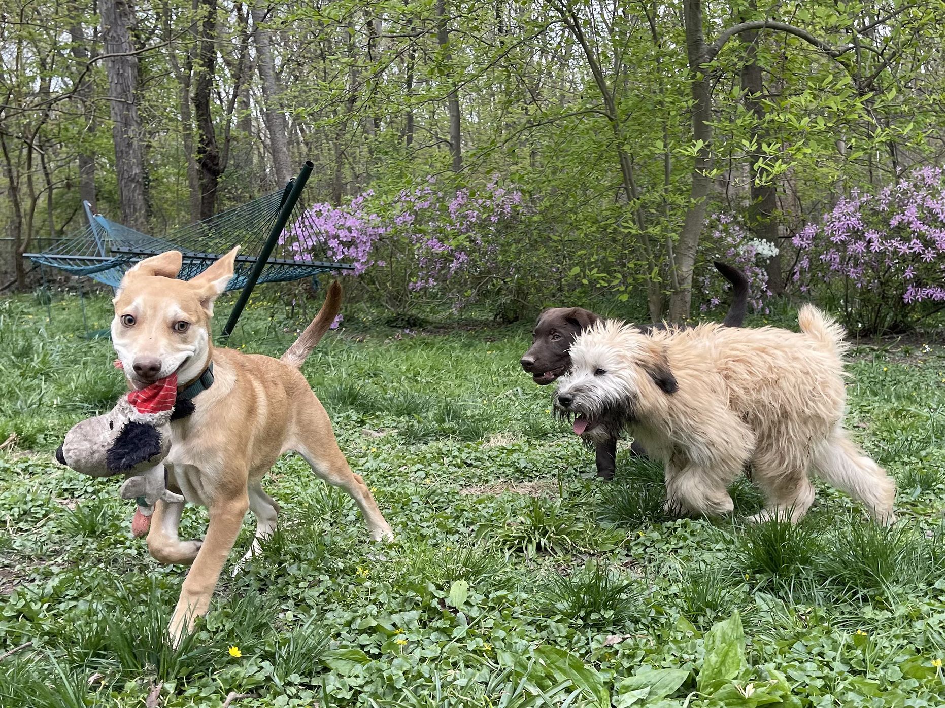 Five Steps to Stop Puppy Biting - Whole Dog Journal