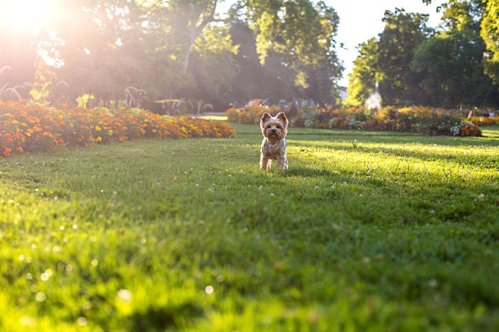 Boundary Training - Whole Dog Journal