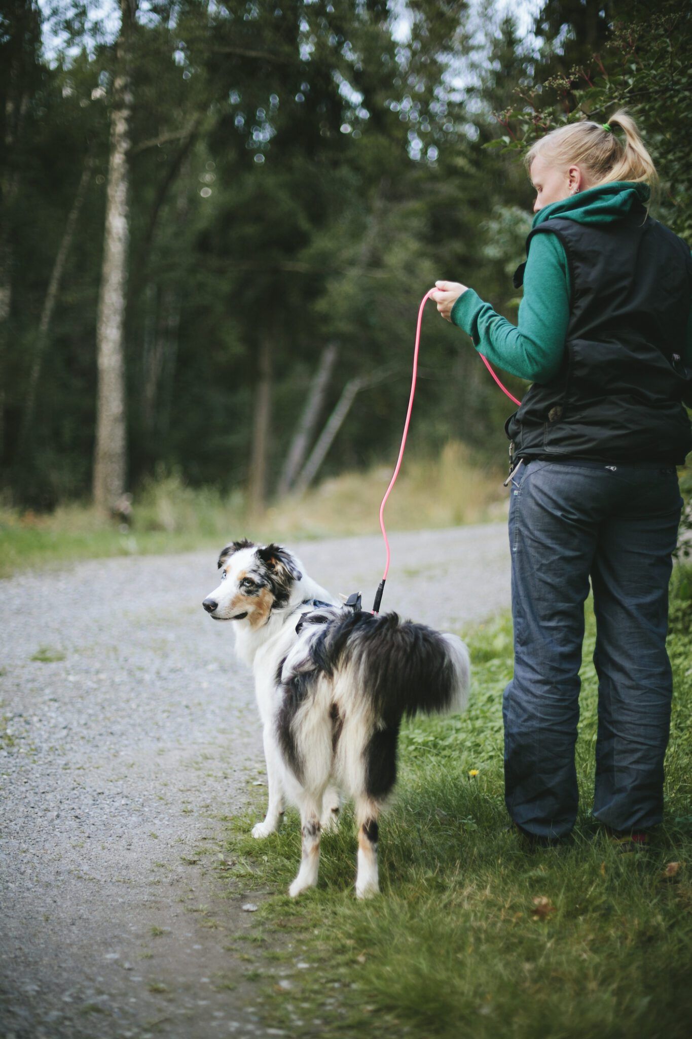 How to Build Confidence in a Fearful Dog - Whole Dog Journal