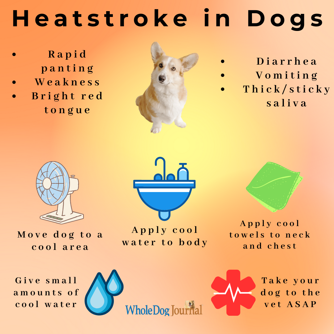 Heat Stroke in Dogs - Whole Dog Journal