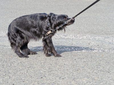 How to Build Confidence in a Fearful Dog - Whole Dog Journal