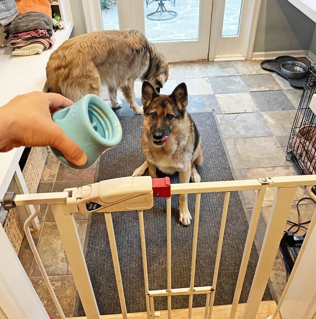 Visitor at the Door? Use a Dog Gate - Whole Dog Journal