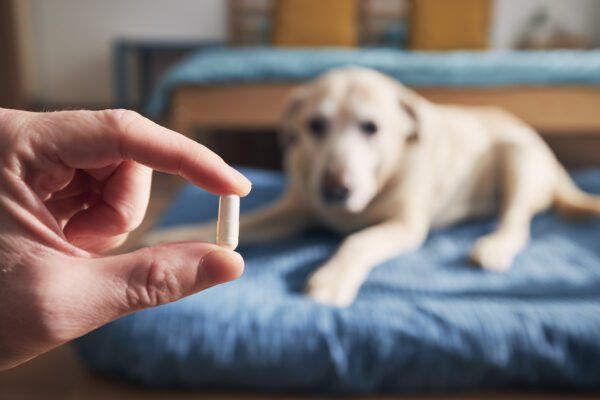 How to Give Your Dog a Pill - Whole Dog Journal