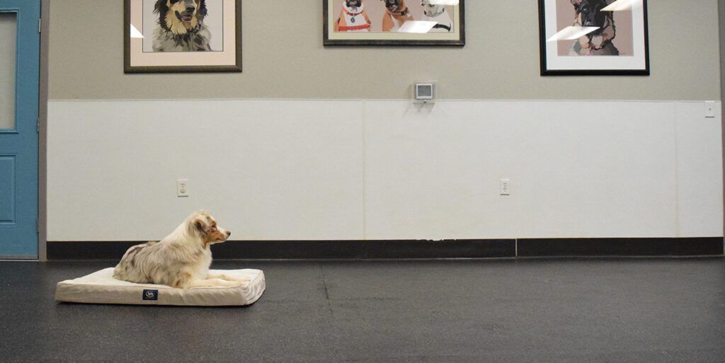 How to Teach a Dog “Place” - Whole Dog Journal