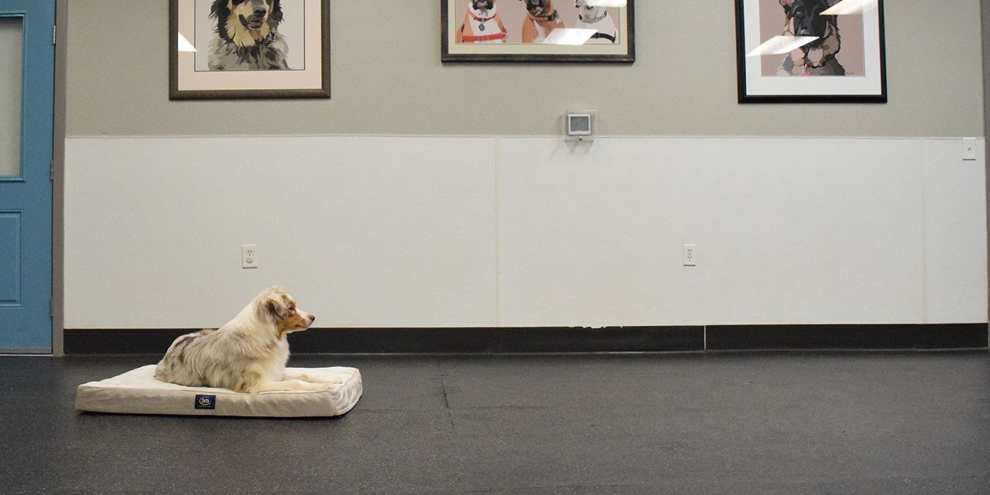 How to Teach a Dog “Place” - Whole Dog Journal