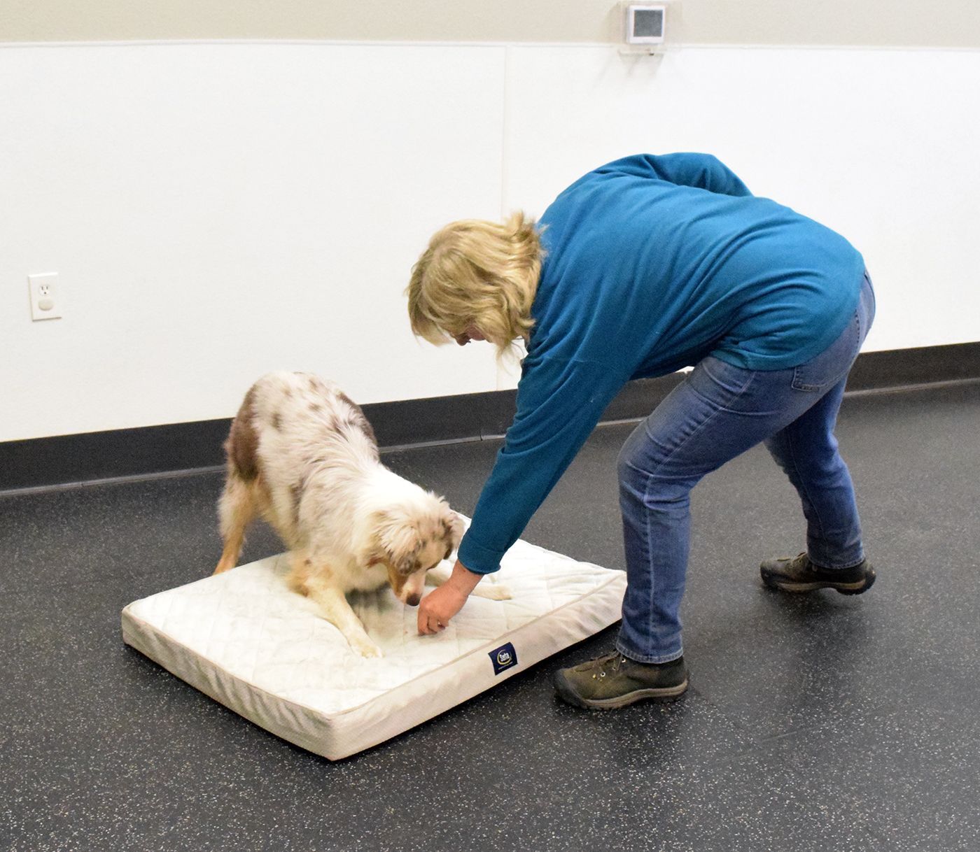 How to Teach a Dog “Place” - Whole Dog Journal