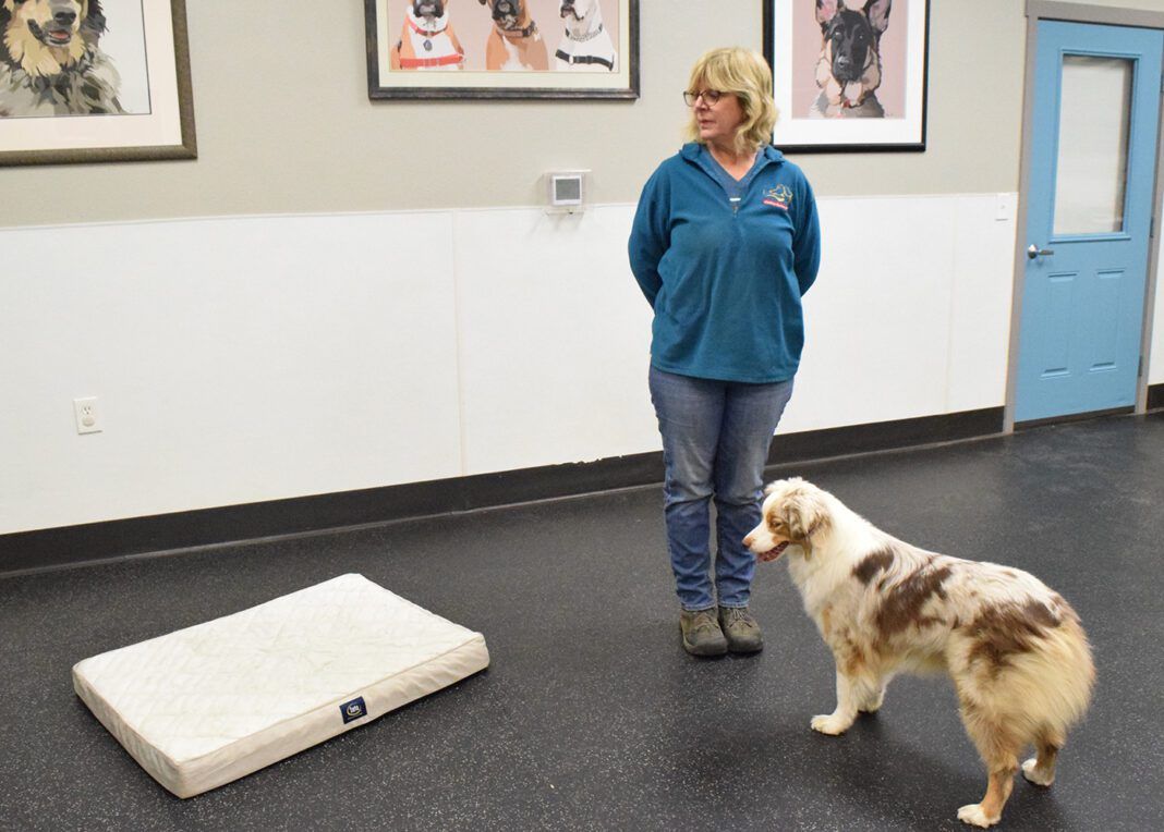 How to Teach a Dog “Place” - Whole Dog Journal