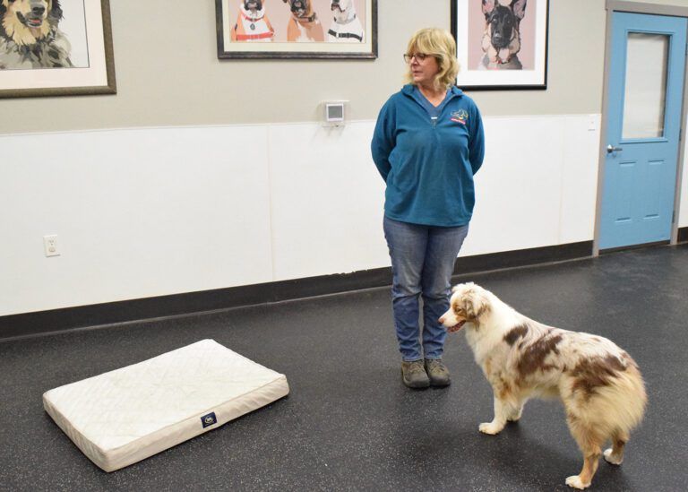 How to Teach a Dog “Place” - Whole Dog Journal