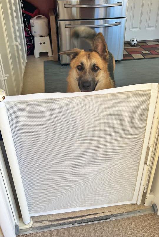 Types of Dog Gates - Whole Dog Journal