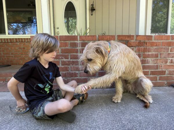 How to Teach a Dog to Shake (Paw) - Whole Dog Journal