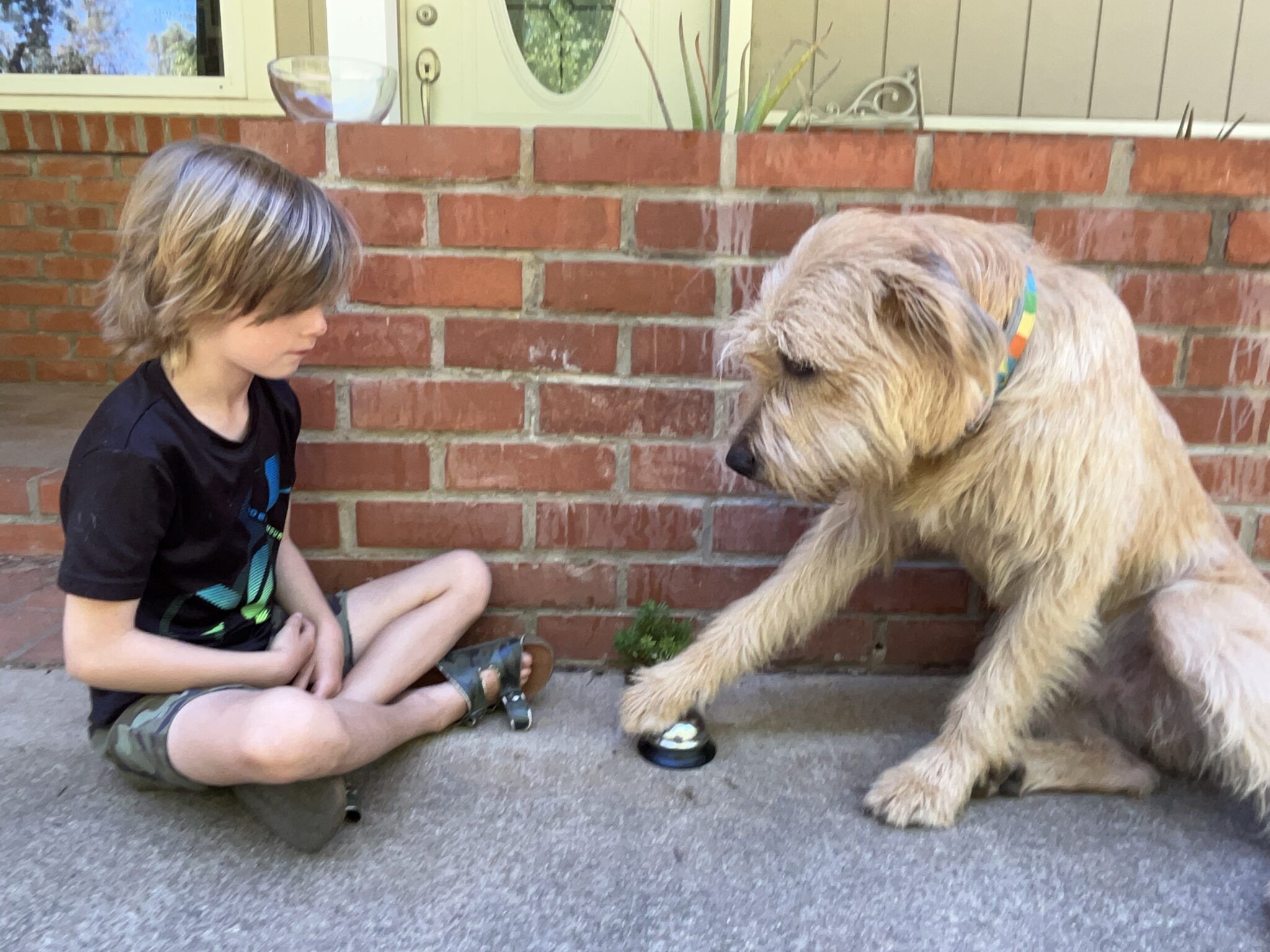 How to Teach a Dog to Shake (Paw) - Whole Dog Journal