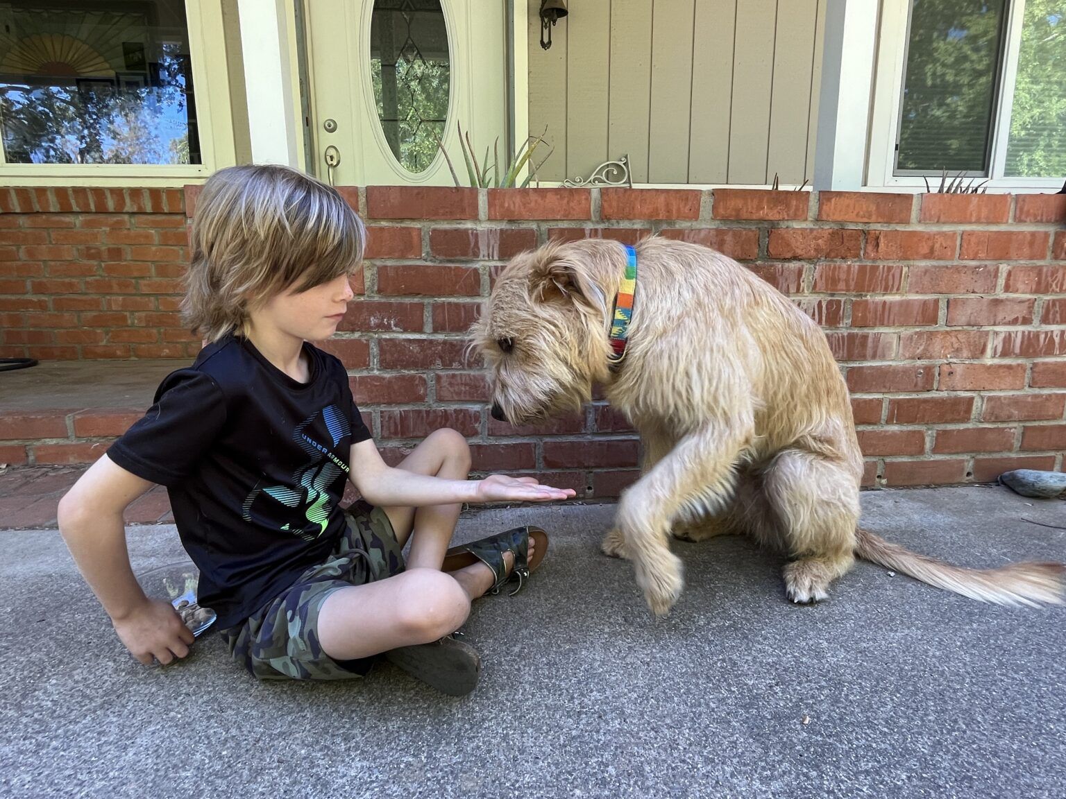 How to Teach a Dog to Shake (Paw) - Whole Dog Journal