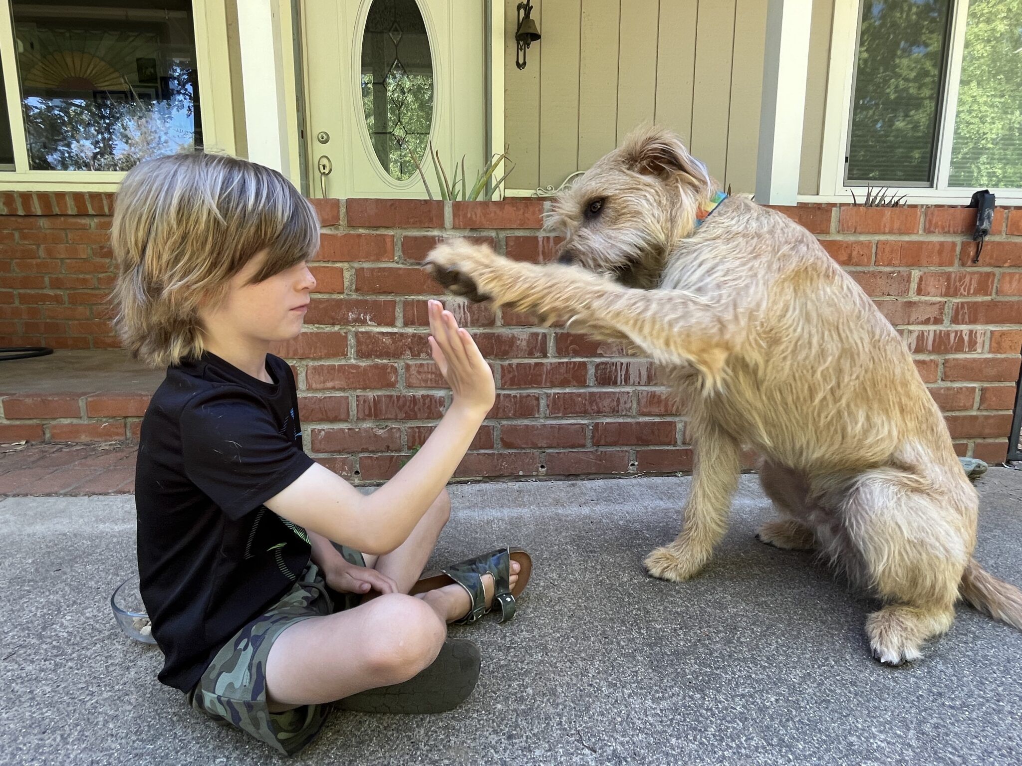 How to Teach a Dog to Shake (Paw) - Whole Dog Journal