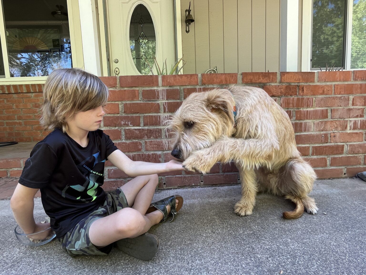 How to Teach a Dog to Shake (Paw) - Whole Dog Journal