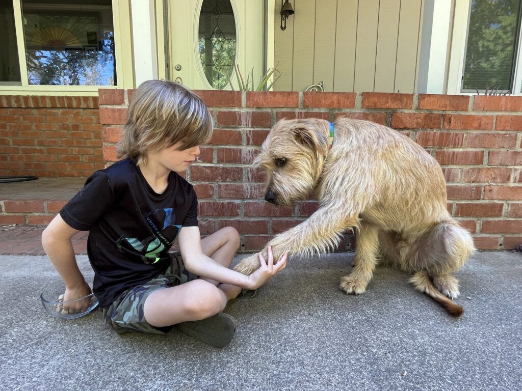 How to Teach a Dog to Shake (Paw) - Whole Dog Journal