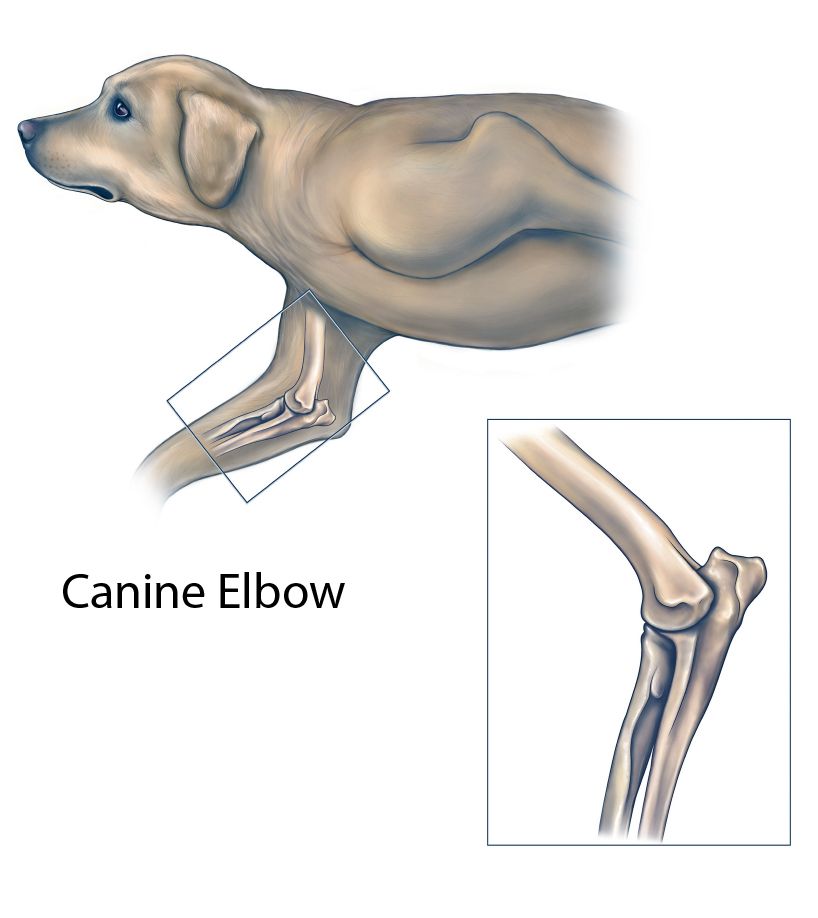 Health Issues for Dogs with Short Legs - Whole Dog Journal