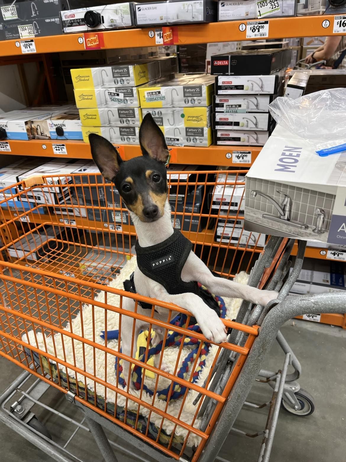 Dog-Friendly Stores - Whole Dog Journal