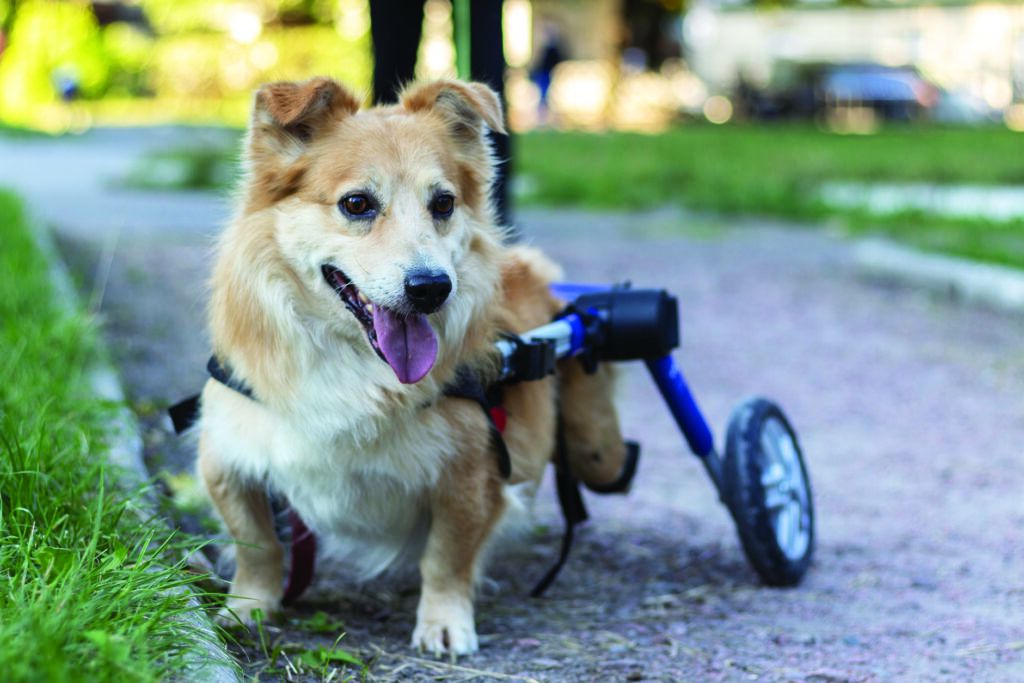 Wheelchairs for Disabled Dogs - Whole Dog Journal