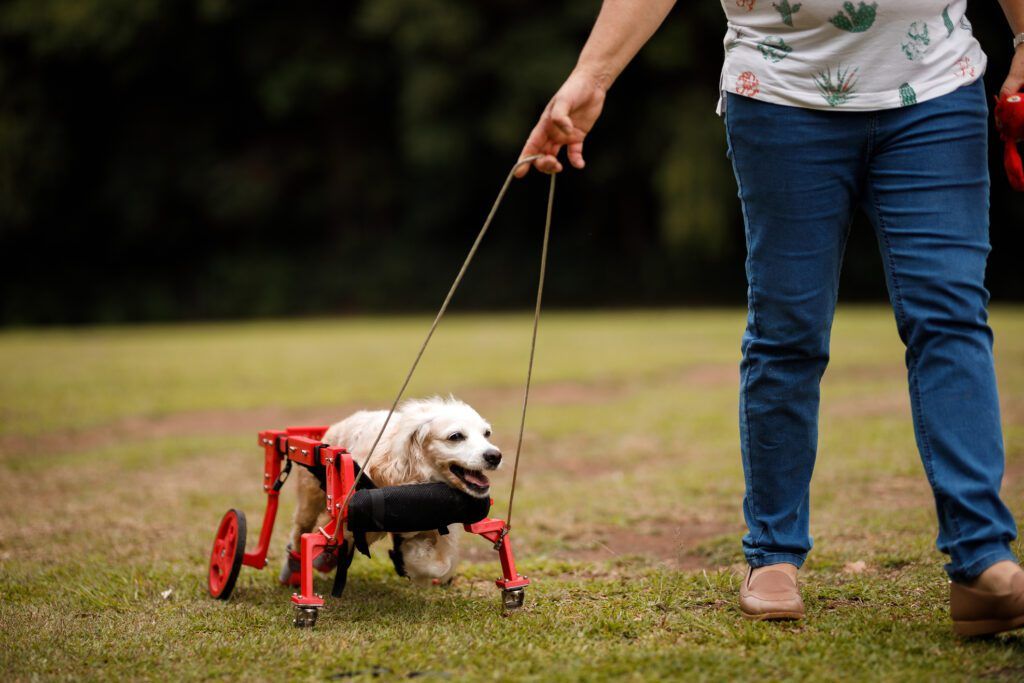 Wheelchairs for Disabled Dogs - Whole Dog Journal