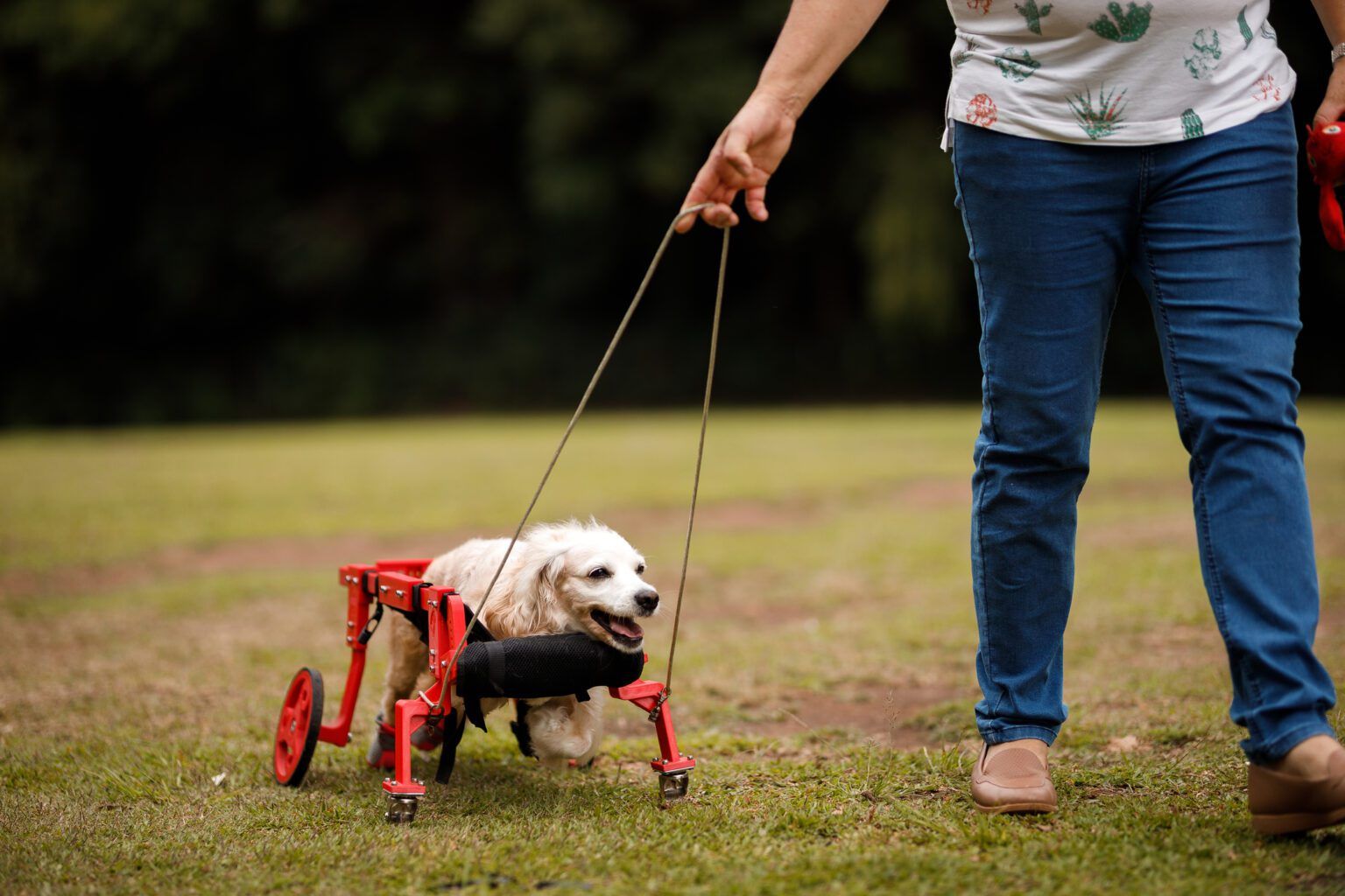 Wheelchairs for Disabled Dogs - Whole Dog Journal