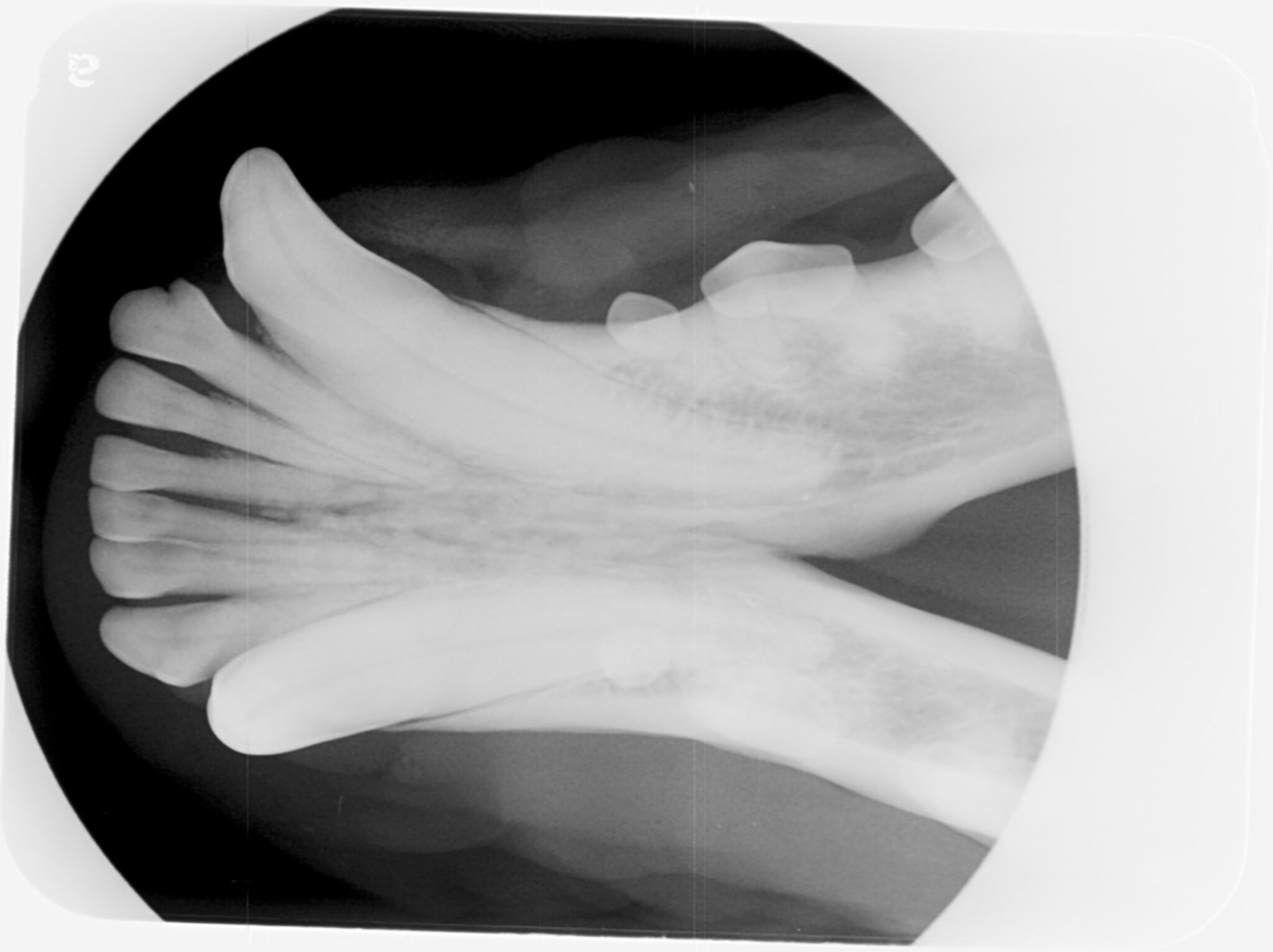 Dog Teeth Cleaning - Whole Dog Journal