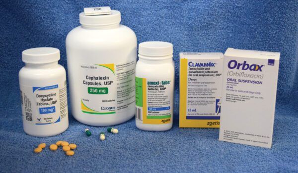 A Guide to the Top Antibiotics for Dogs - Whole Dog Journal