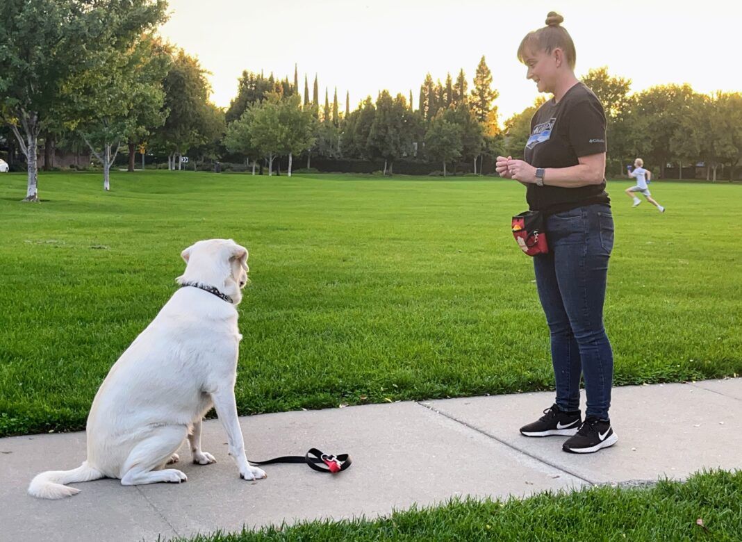 Dog Training Basics: How to Teach a Cue - Whole Dog Journal